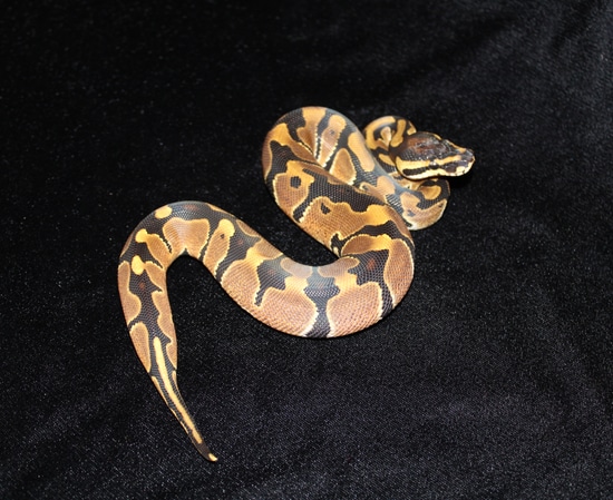 Blade 100% Het Axanthic (VPI) 100% Het Clown Ball Python by Funkytown ...