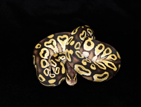 Pastave 50% Het DG Ball Python by Funkytown Exotics