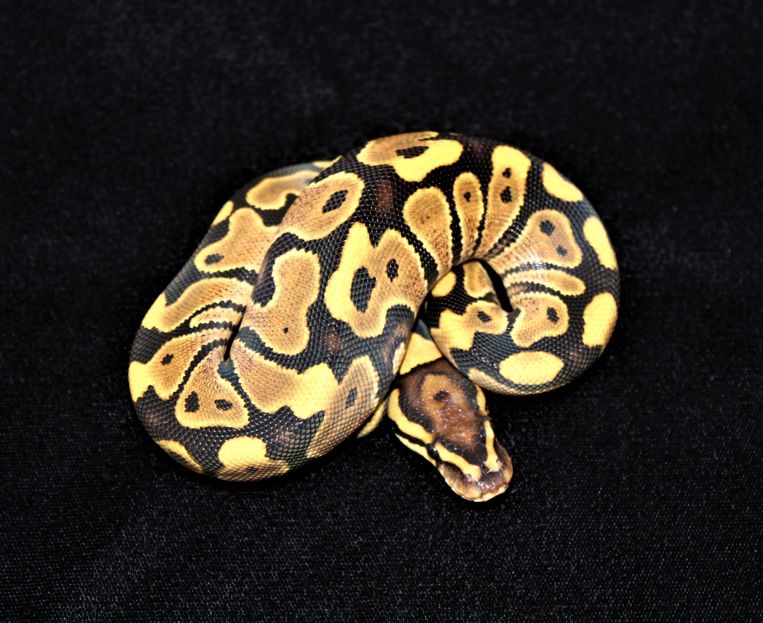 Yellow Belly 50% Het Desert Ghost Ball Python by Funkytown Exotics ...