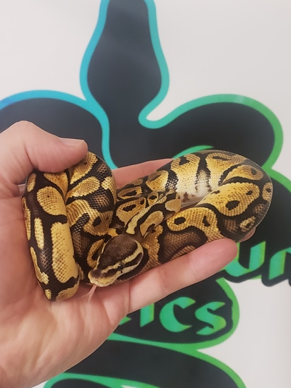Pastel Poss Het Tri-Stripe Ball Python by Funkytown Exotics