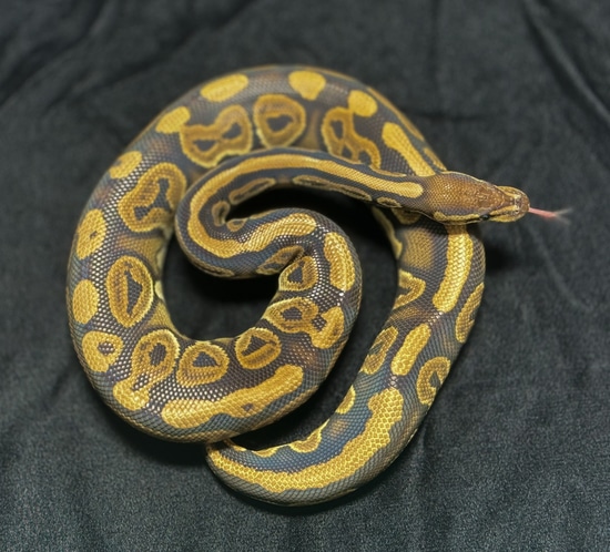 Barnhart Black Pastel Ball Python by Funkytown Exotics