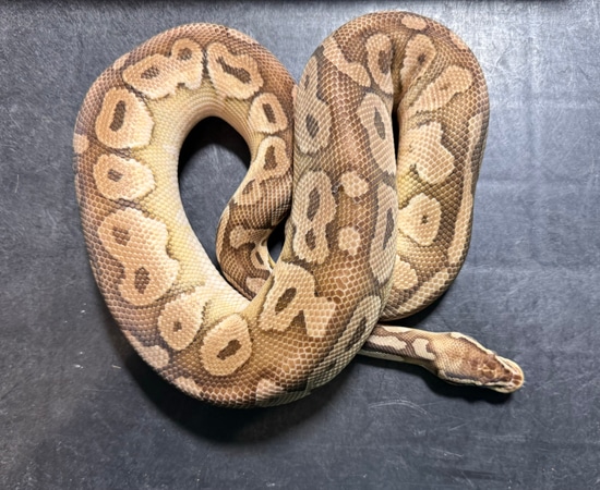 0.2 Female Pair- 50% Het Desert Ghost (Pastel, Lesser) Ball Python by ...