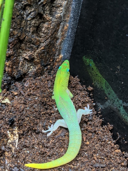CB Phelsuma Laticauda Angularis Angulated Gold Dust Day Gecko FREE ...