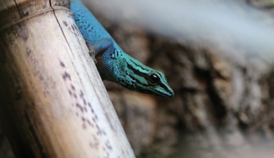 Male Lygodactylus Williamsi Electric Blue Dwarf Geckos Day Gecko by Fun ...
