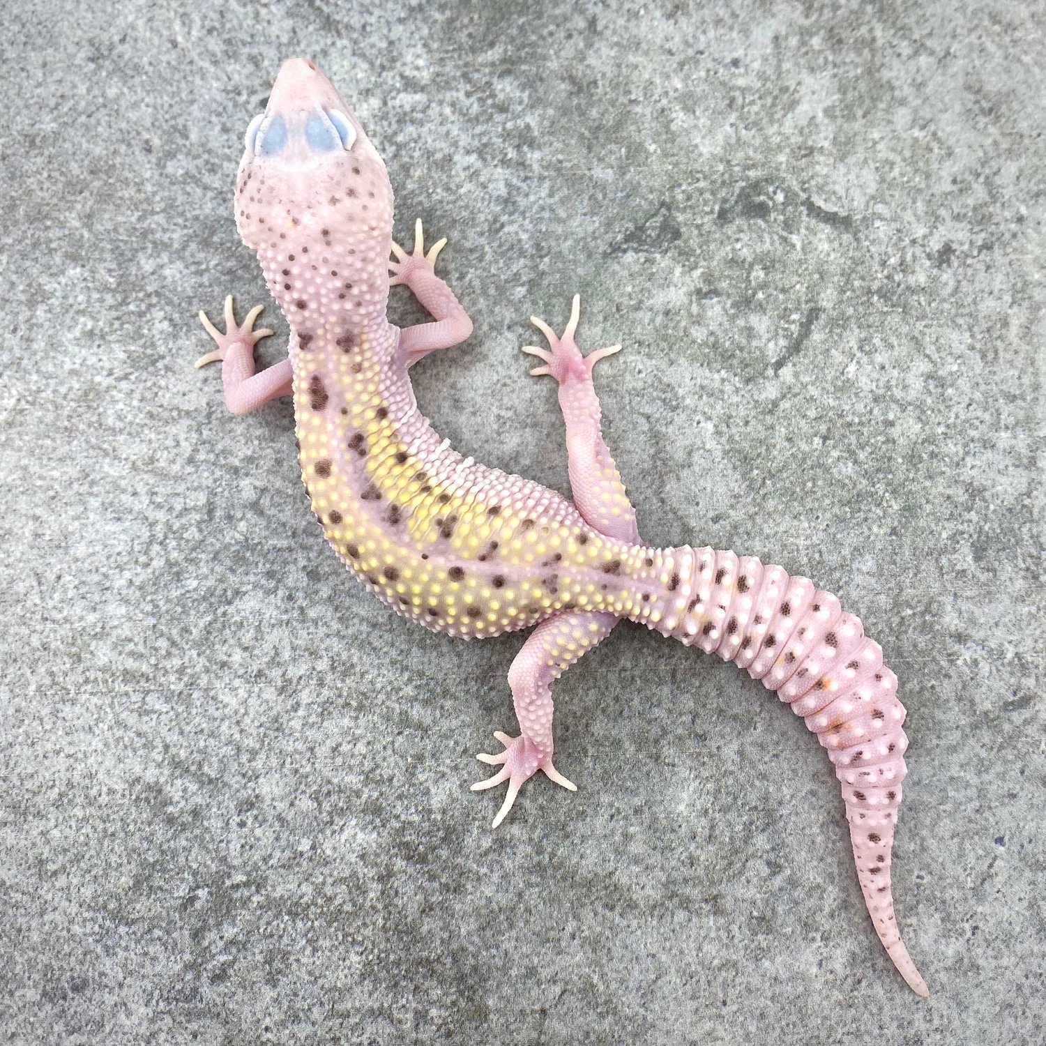 White And Yellow Mack Snow Eclipse Leopard Gecko by FuryGeckos ...