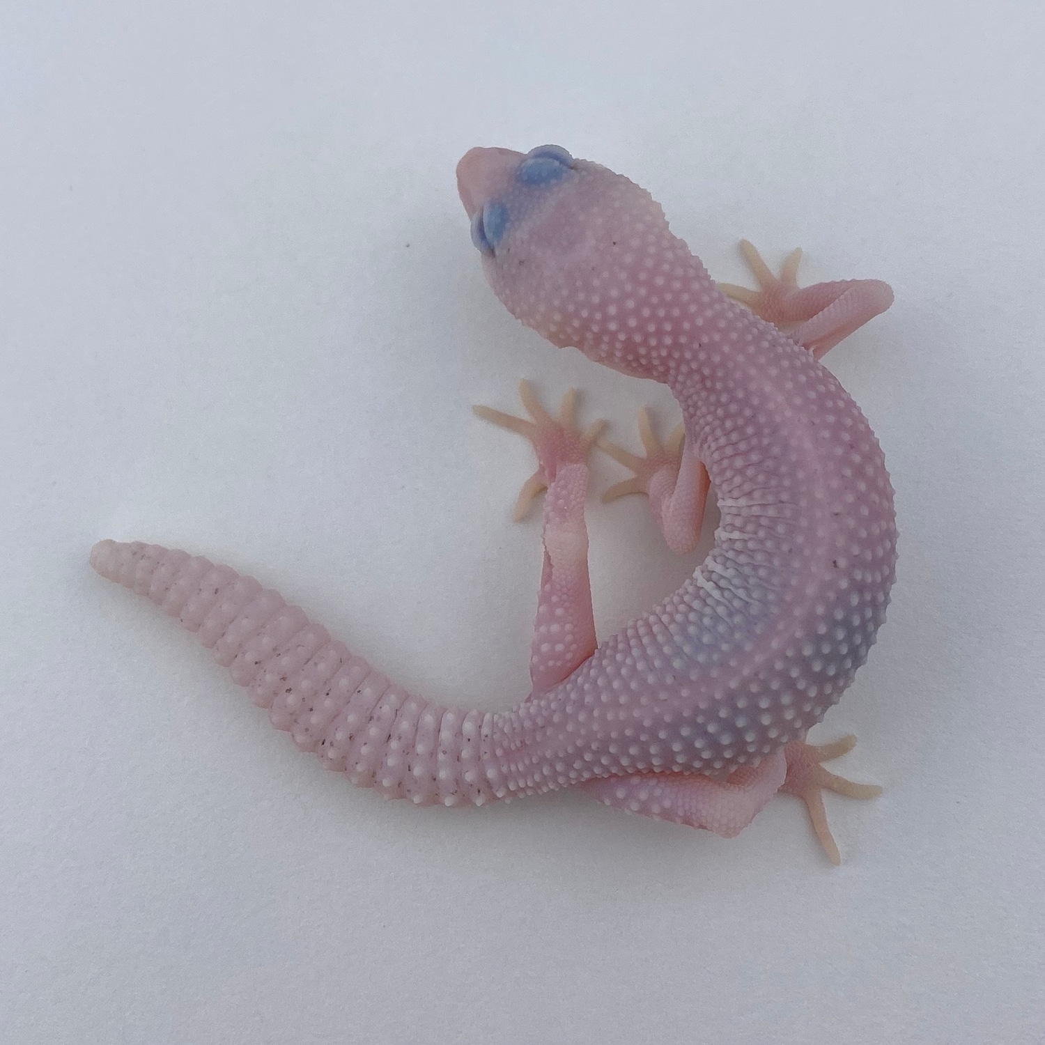 White And Yellow Super Snow Eclipse Leopard Gecko by FuryGeckos ...