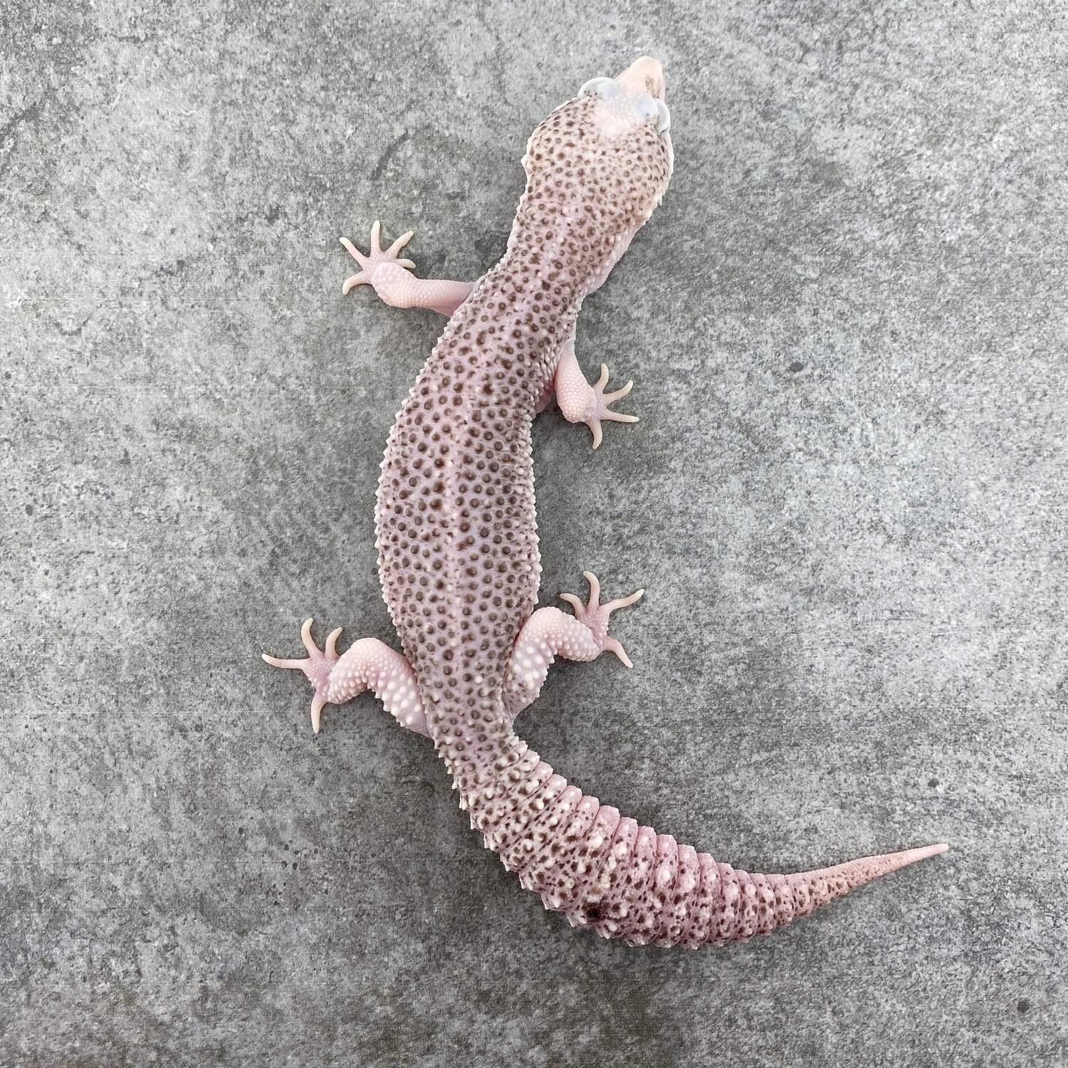 Super Snow Eclipse Leopard Gecko by FuryGeckos - MorphMarket