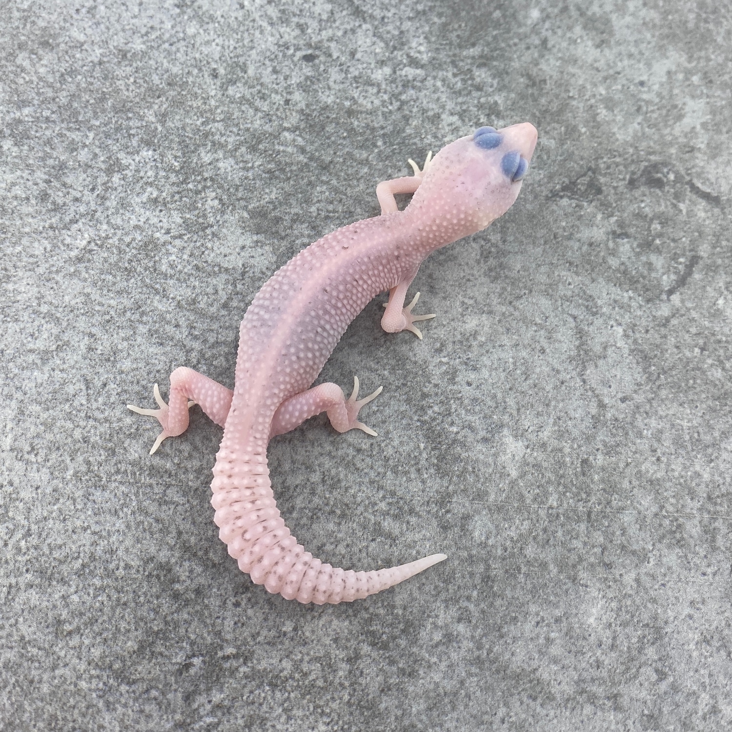 White And Yellow Super Snow Eclipse Leopard Gecko by FuryGeckos ...