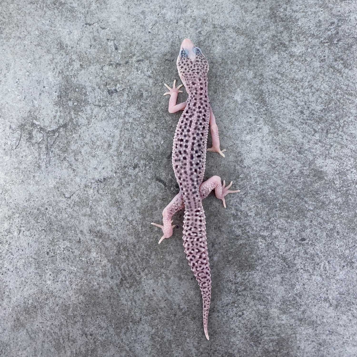 Female Super Snow Eclipse Leopard Gecko by FuryGeckos - MorphMarket