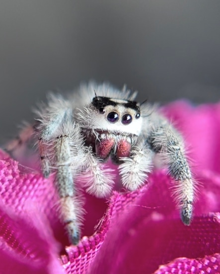 “Aspen” Juvenile White Phase Phiddipus Regius “Regal” Jumping Spider by ...