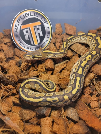Nr Mandarin Lesser Ball Python by Republic of Texas reptiles