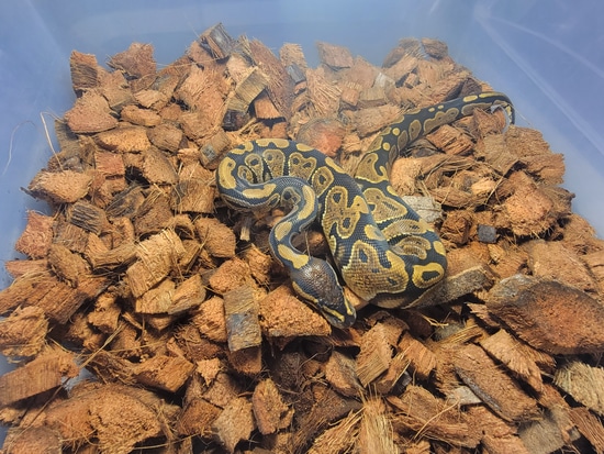 Nr Mandarin Ball Python by Republic of Texas reptiles