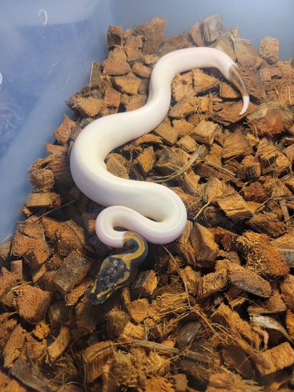 Leopard Pie Ball Python by Republic of Texas reptiles