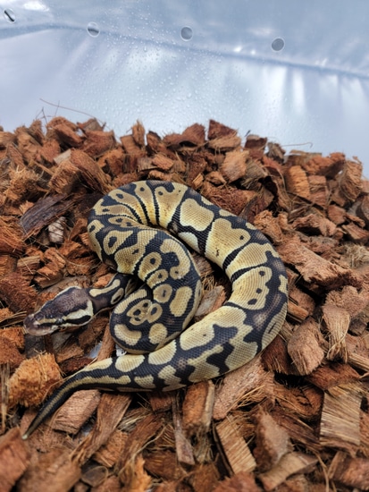 Pastel Het Albino Ball Python by Republic of Texas reptiles