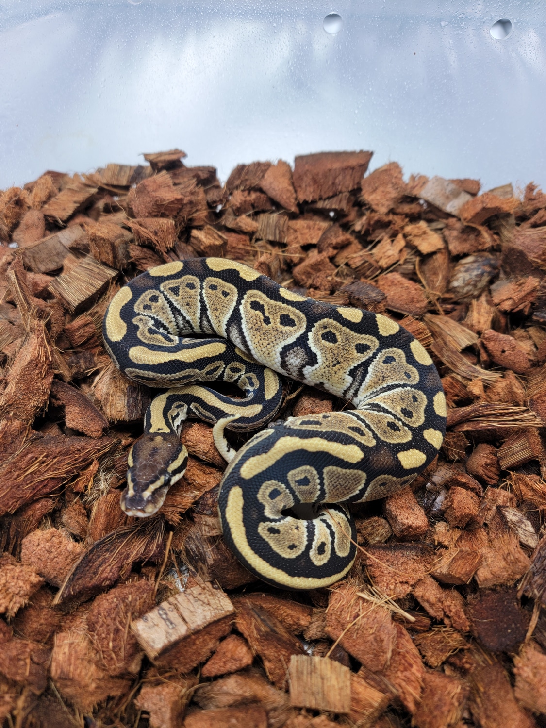 Russo Ball Python by Republic of Texas reptiles - MorphMarket