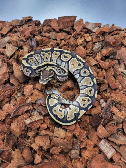 Russo Ball Python by Republic of Texas reptiles
