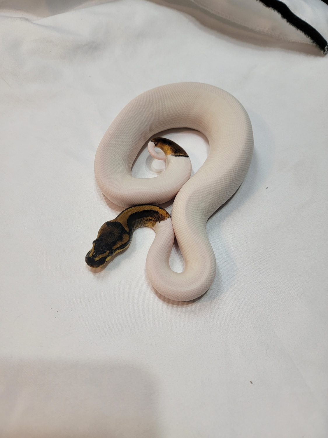 Piebald Leopard Mahogany Ball Python by Republic of Texas reptiles ...