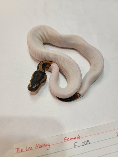 Piebald Leopard Mahogany Ball Python by Republic of Texas reptiles