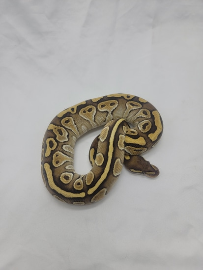 Lesser Nr Mandarin Ball Python by Republic of Texas reptiles