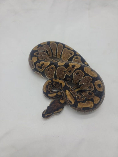 Nr Mandarin Ball Python by Republic of Texas reptiles