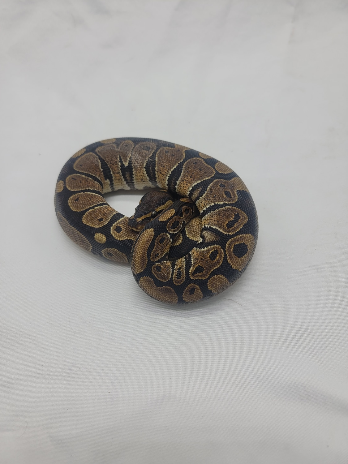 Nr Mandarin Ball Python by Republic of Texas reptiles - MorphMarket
