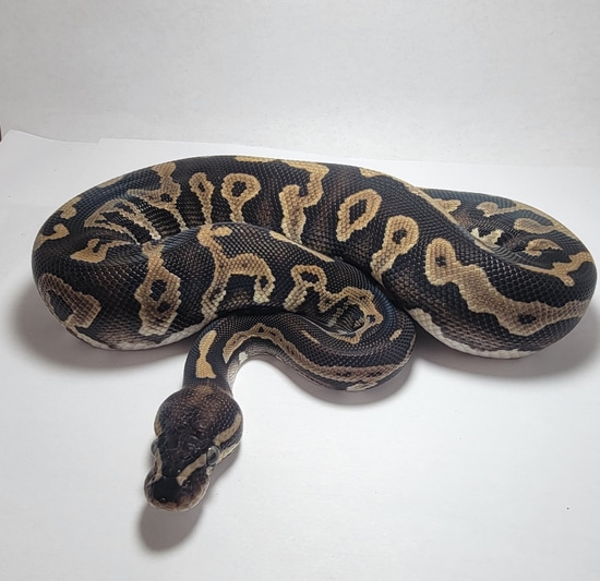 Blackhead Leopard Ball Python by Republic of Texas reptiles