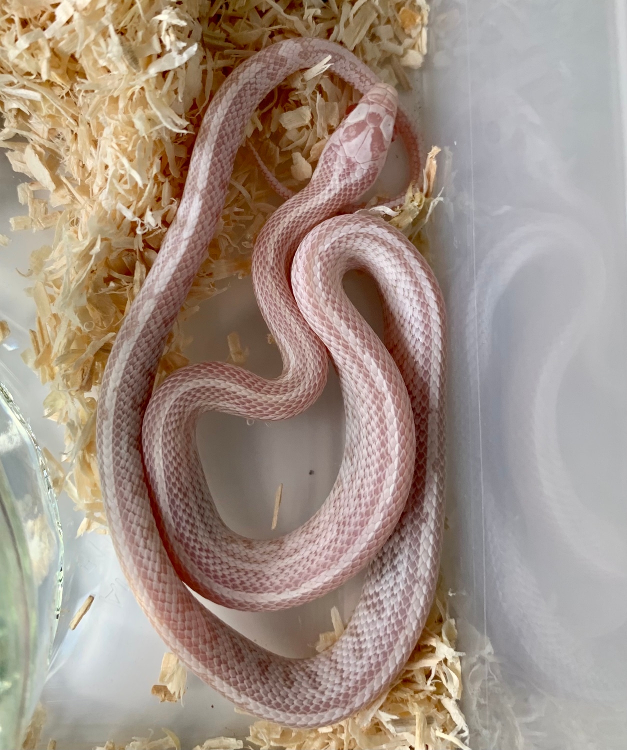 Snow Tessera Het Lava, Motley Corn Snake by Fuzzy Corn Snakes - MorphMarket