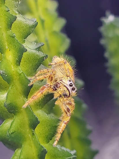 Daisy Jumping Spider by Fuzzy Four-Eyes