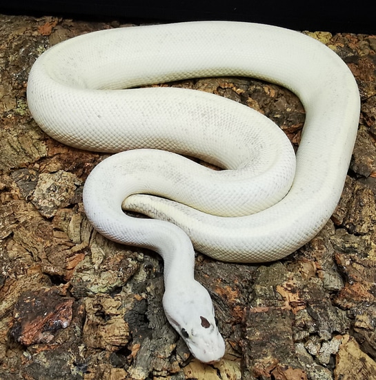 Puma Paradox Ball Python by G-Snakes
