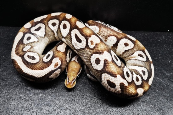 Axanthic Pastave Ball Python by G-Snakes