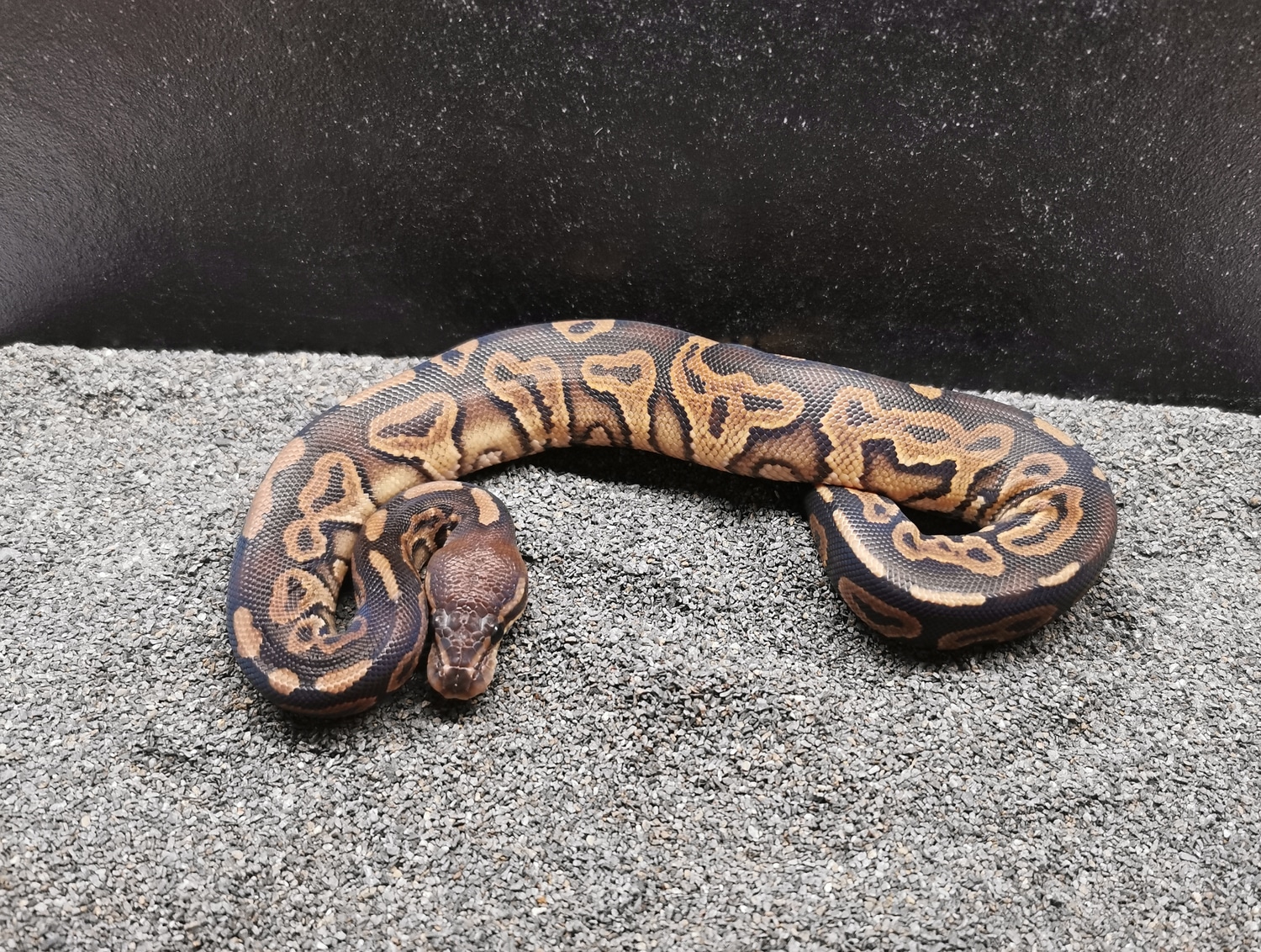 Mahogany Quake Ball Python by G-Snakes - MorphMarket