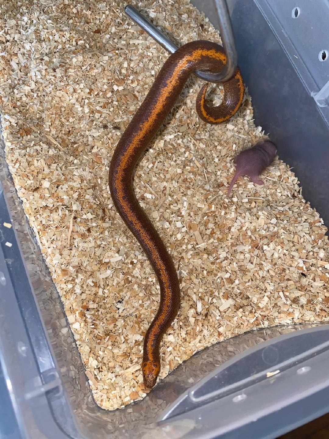Normal Stripe Kenyan Sand Boa by Blooming_exotics - MorphMarket