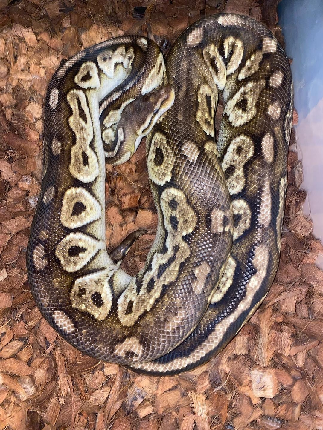 Pewter Ball Python by Blooming_exotics - MorphMarket