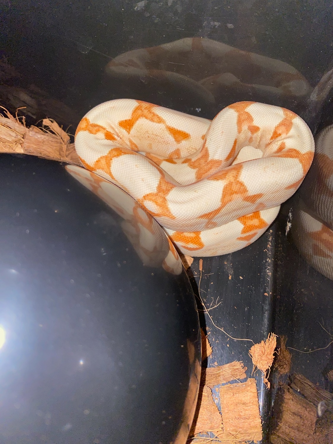 Sunglow Kahl Boa Constrictor by Blooming_exotics - MorphMarket