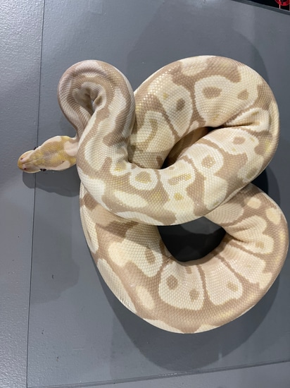 Candino Ball Python by Long Island morphs