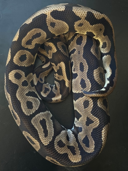 RTB Leopard Het Clown Ball Python by FangPyre