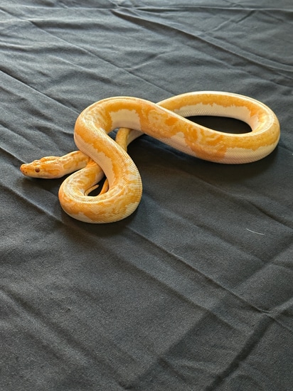 Albino Pied Burmese Python by FangPyre