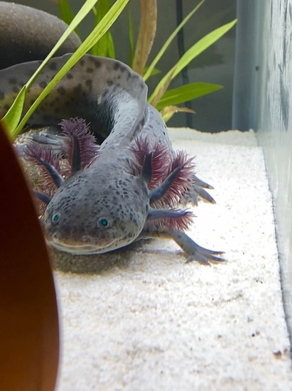 11 Inch Adult Female - Proven Breeder Axolotl by Gabe's Axolotls