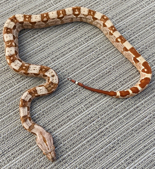 Aztec Paraglow Boa Constrictor by GA Boas
