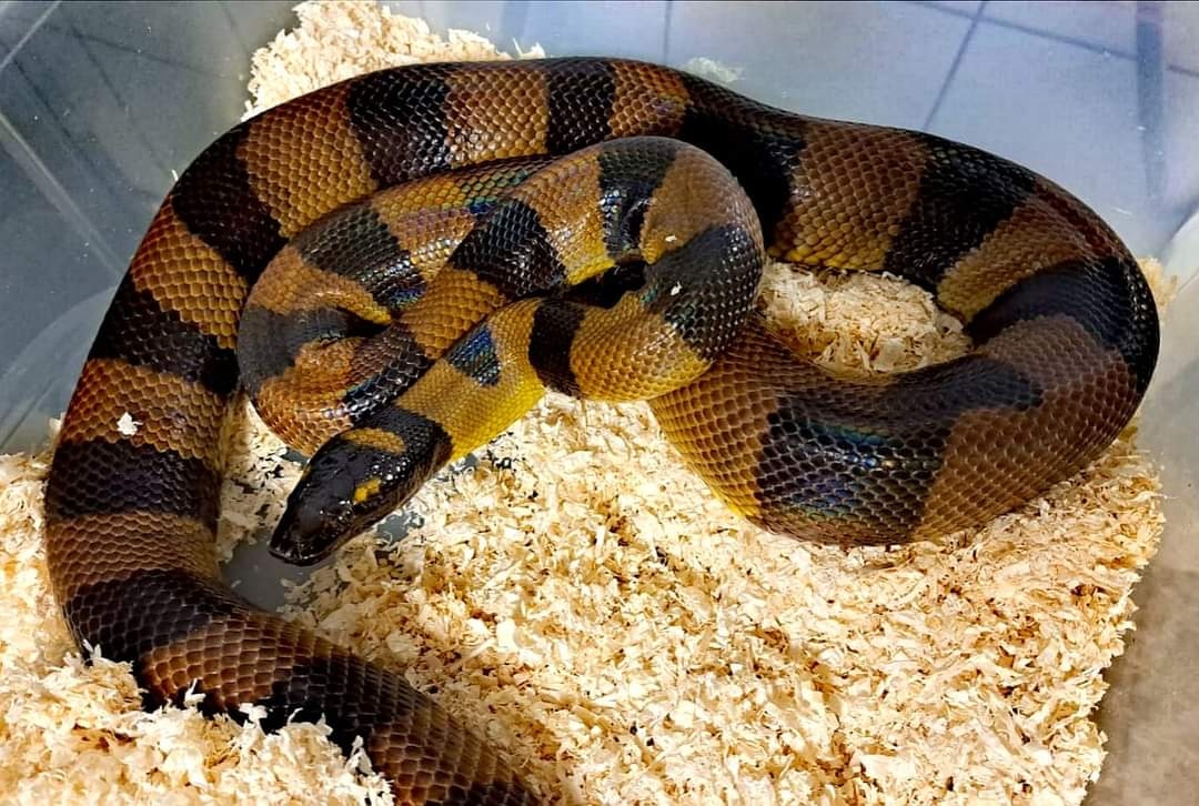 Bothrochilus Boa - Ring Python, Bismarc Python More Python by Gabor ...