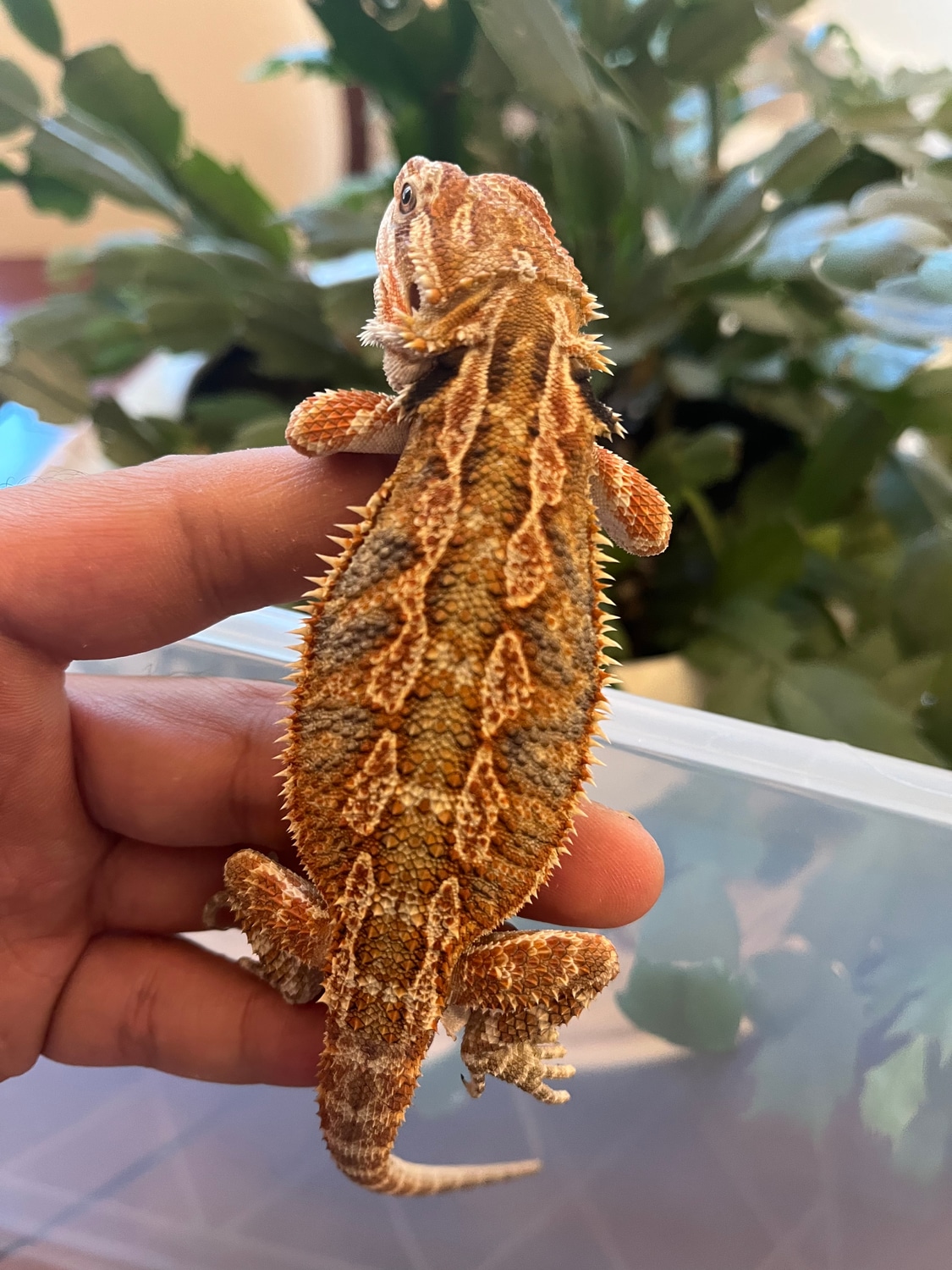 Tiger Bearded Dragon Central Bearded Dragon by LizardWizard - MorphMarket
