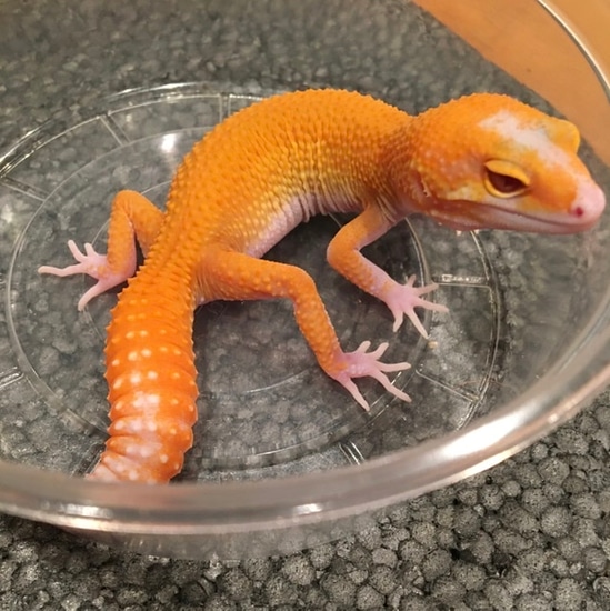 Blood RAPTOR TSF Leopard Gecko by ReptileAlley