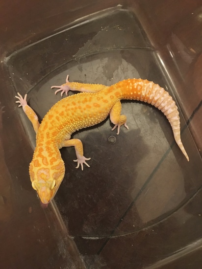 RAPTOR Blood X Red Stripe Leopard Gecko by ReptileAlley