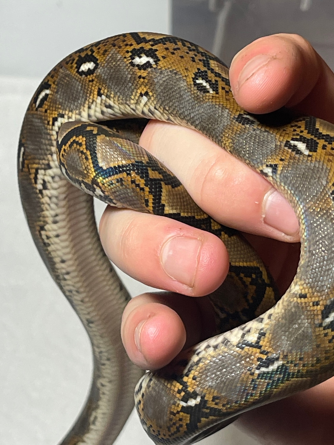 Normal 100%het Purple Reticulated Python by Rock’in Retics & Reptiles ...