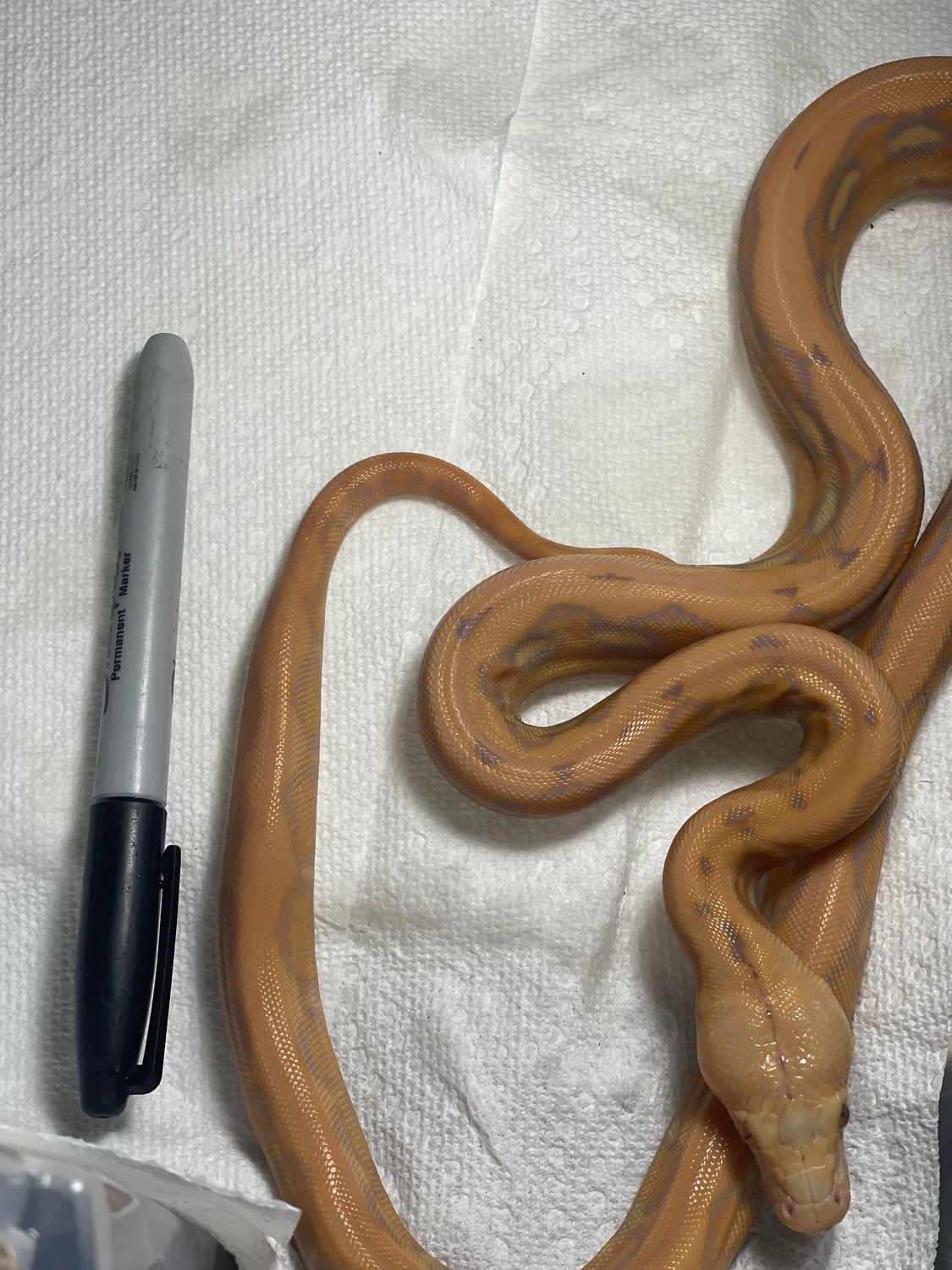 Purple Suntiger Reticulated Python by Rock’in Retics & Reptiles ...