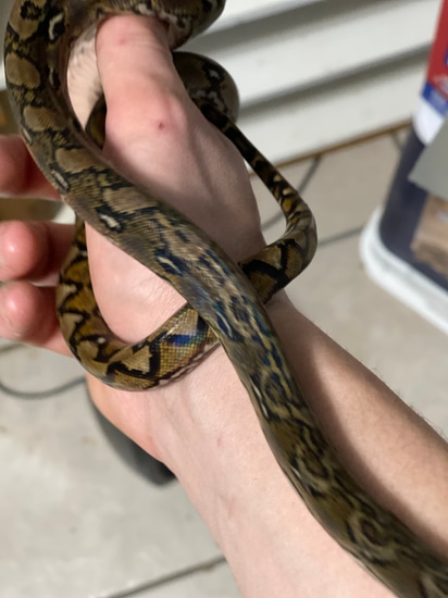 Sunfire Het Purple Reticulated Python by Rock’in Retics & Reptiles