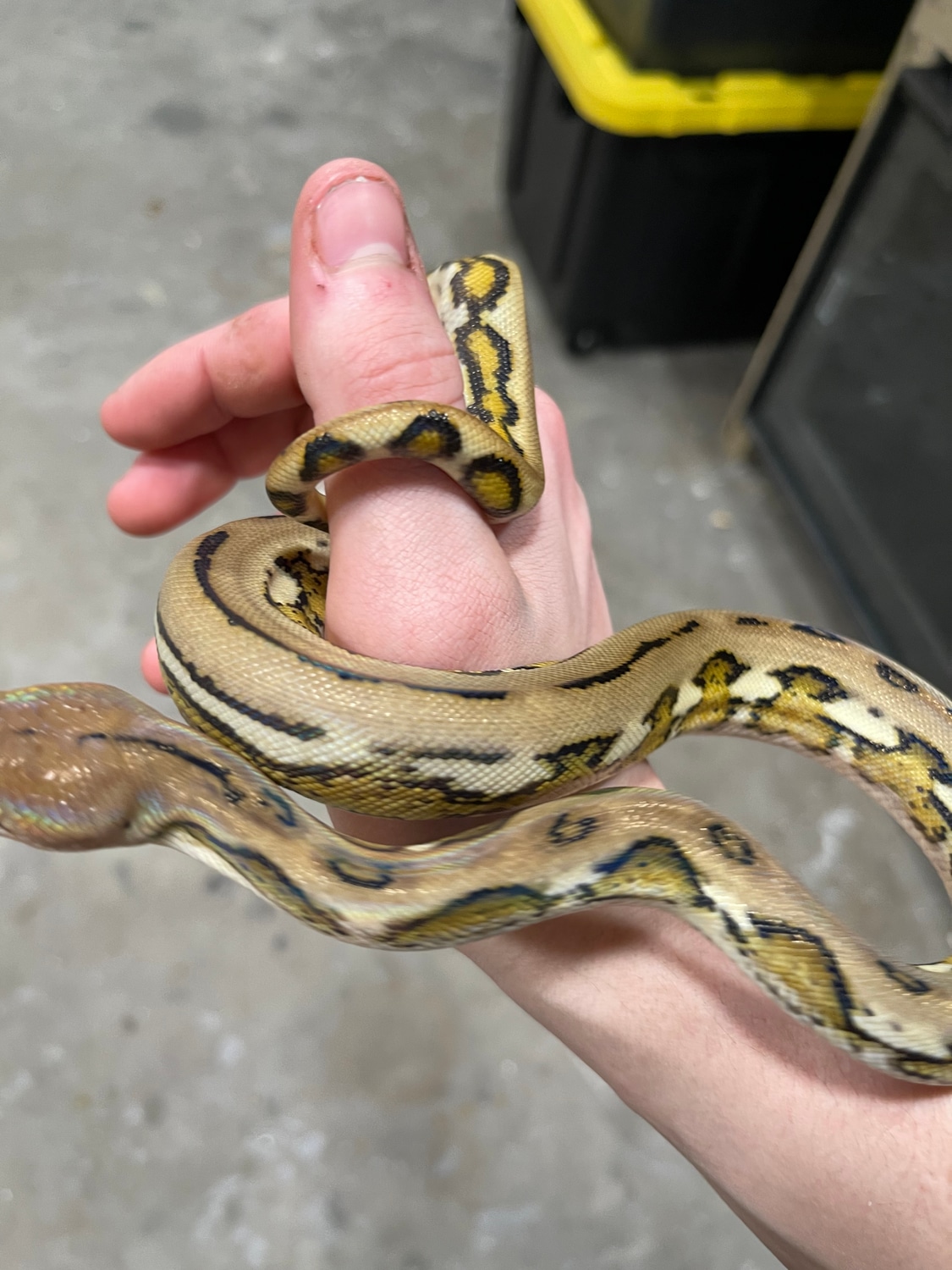 Jaguar Tiger Het Purple Reticulated Python by Rock’in Retics & Reptiles ...