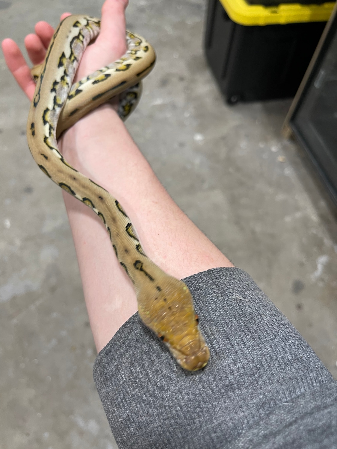Jaguar Sunfire Het Purple Reticulated Python by Rock’in Retics ...