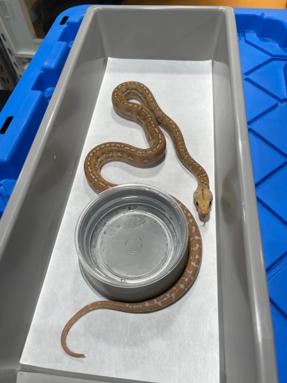 2023 Renick Ghost Anthrax Reticulated Python by Rock’in Retics & Reptiles