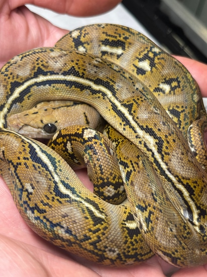 Silver Line Anthrax 66% Het Renick Ghost Reticulated Python by Rock’in ...